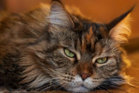 Deine Katze bekommt schlecht Luft? So reagierst du richtig