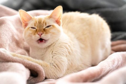 Deine Katze bekommt schlecht Luft? So reagierst du richtig