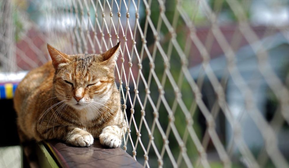 American Curl: Rasseporträt & Charakter | ecats Magazin