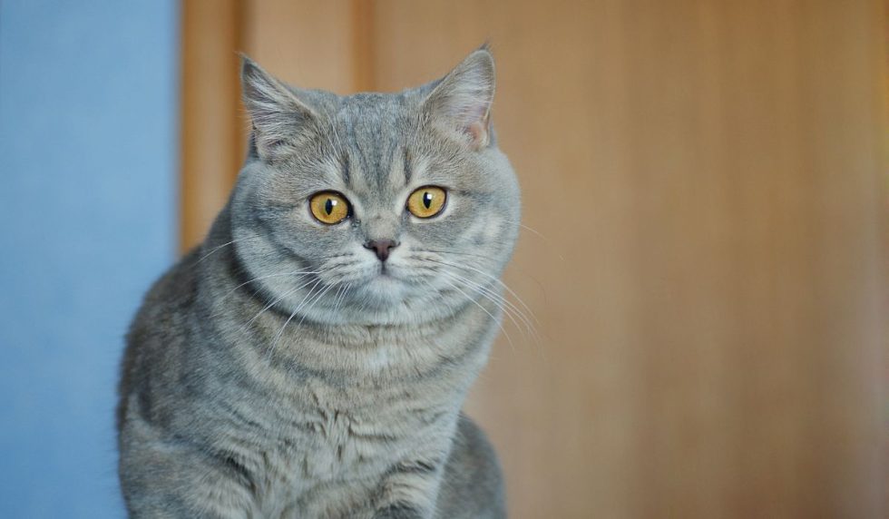 Britisch Kurzhaar: Rasseporträt & Charakter | ecats Magazin