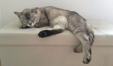 Burmilla: Die charmante Schönheit | ecats Magazin