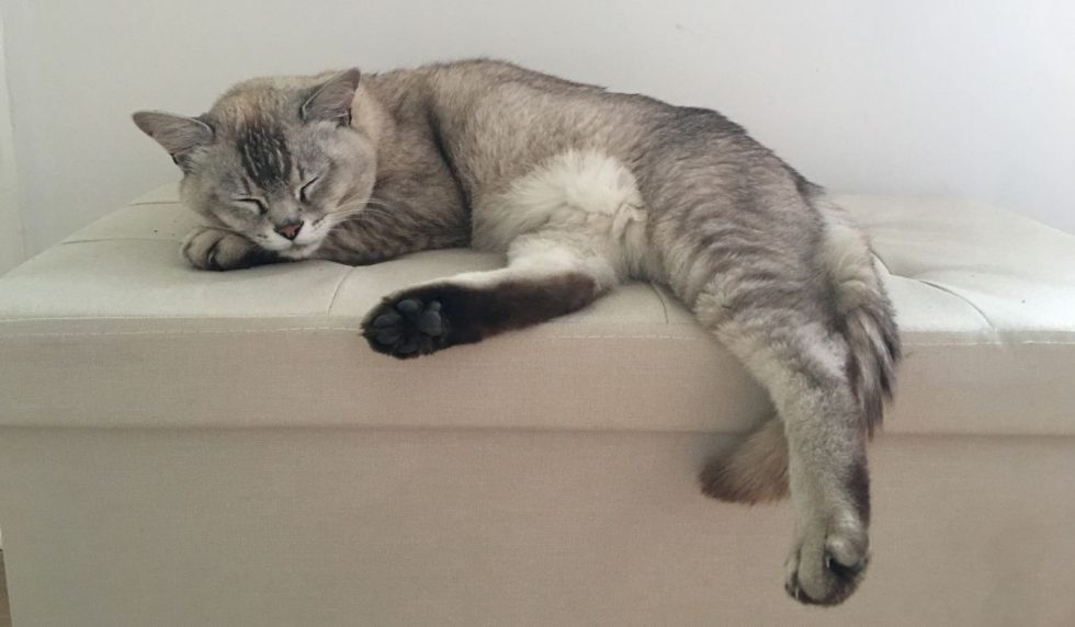 Burmilla: Die charmante Schönheit | ecats Magazin