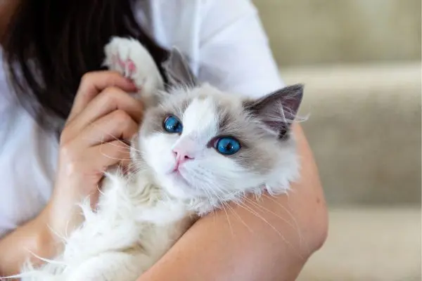 Ragdoll Katze: Alles zur sanften Schmusekatze