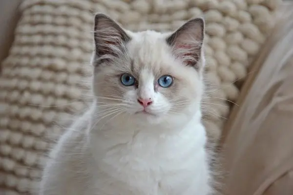 Ragdoll Katze: Alles zur sanften Schmusekatze