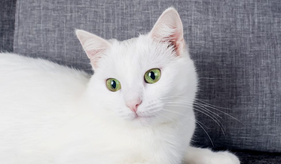 Britisch Kurzhaar: Rasseporträt & Charakter | ecats Magazin